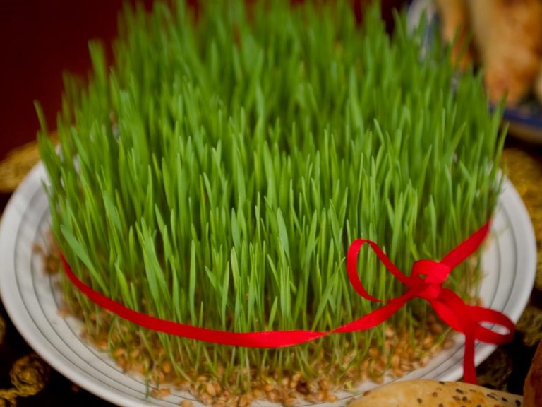 Samanu, the Traditional Dish of Happy Moments – Ipso's Cultural Containers