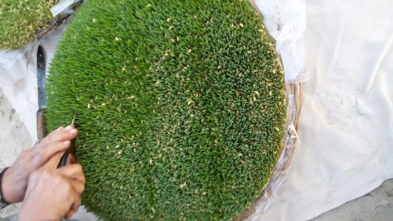 Samanu, the Traditional Dish of Happy Moments – Ipso's Cultural Containers